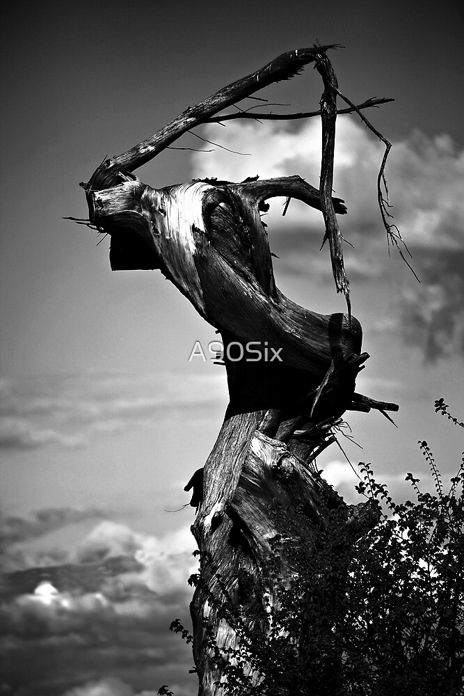 "The Grim Reaper Tree" by A90Six | Redbubble