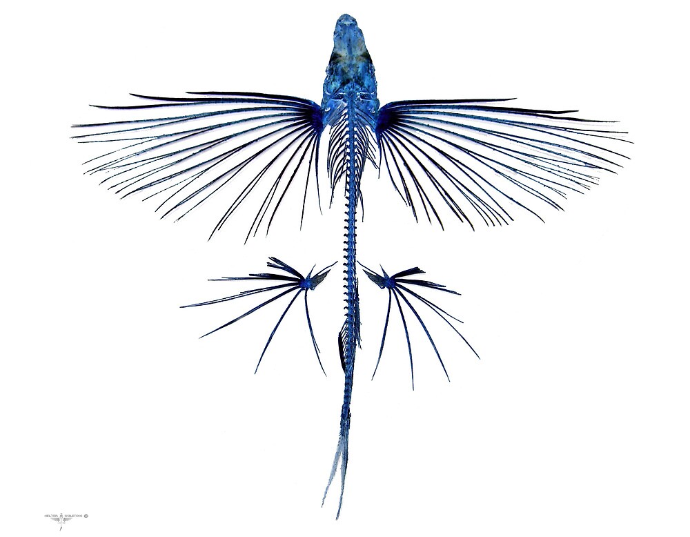 "Flyingfish" by helterskeletons | Redbubble