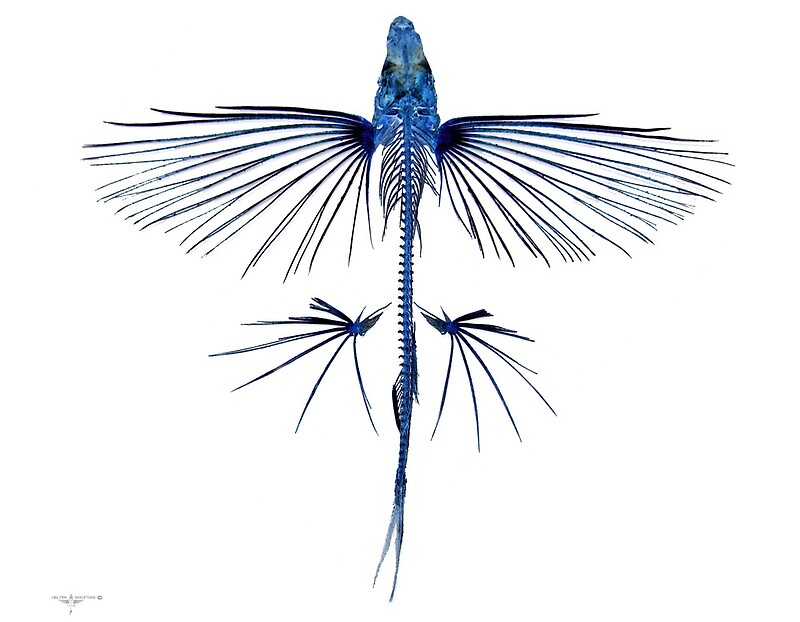 "Flyingfish" by helterskeletons | Redbubble