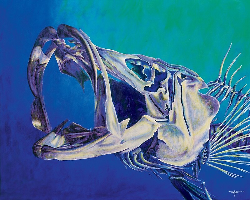 "Snook Skull" by helterskeletons | Redbubble