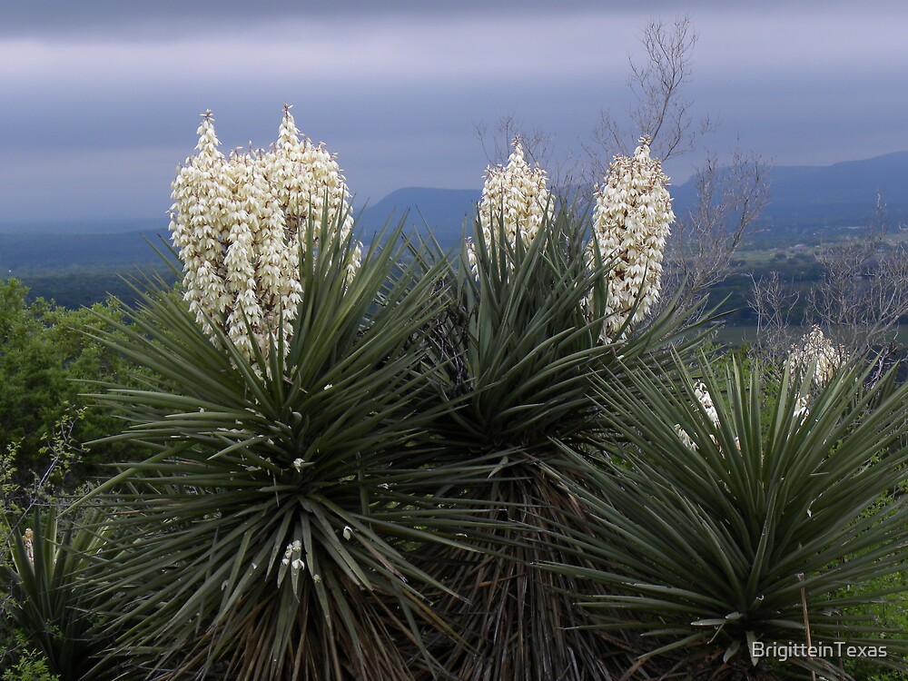 "Yucca Tree in Burnet Texas" by BrigitteinTexas | Redbubble