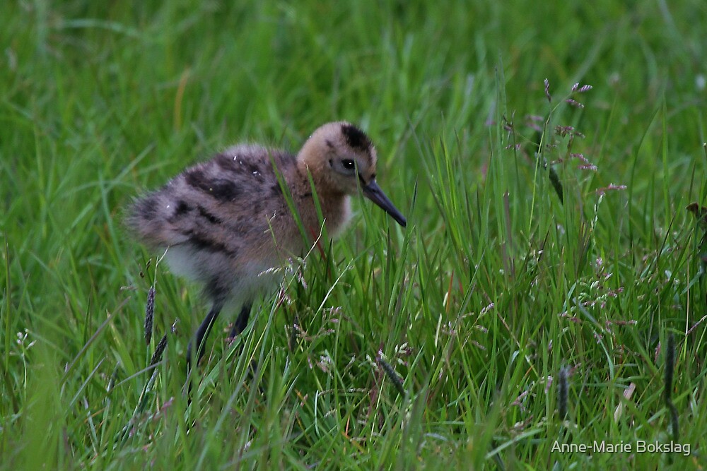 "Black-tailed Godwit Chick" by Anne-Marie Bokslag | Redbubble