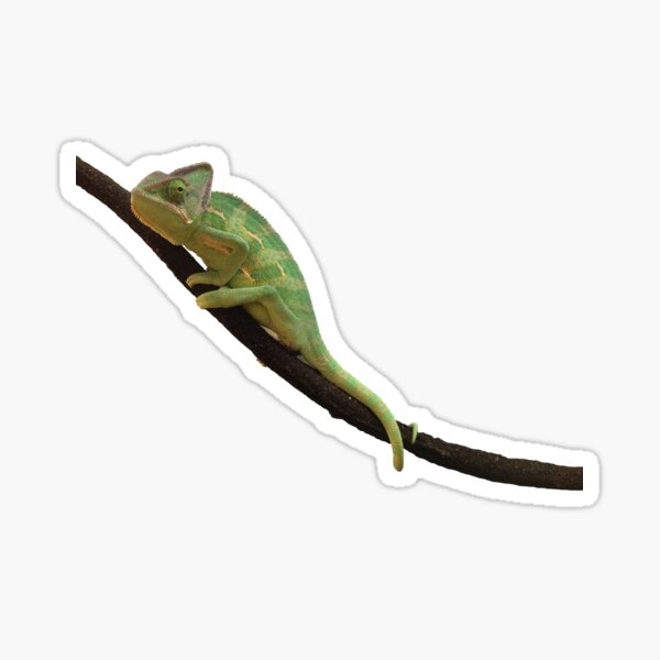 Chameleon Stickers | Redbubble