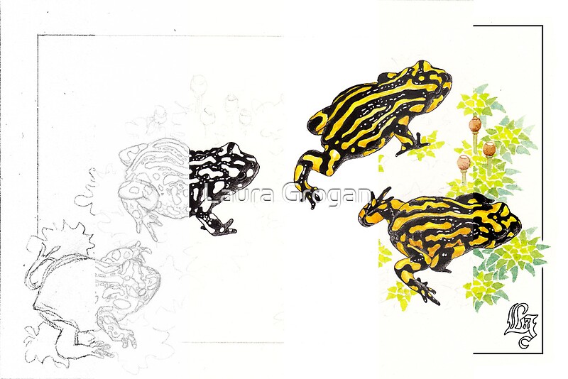 "Corroboree frogs - work in progress" by Laura Grogan | Redbubble