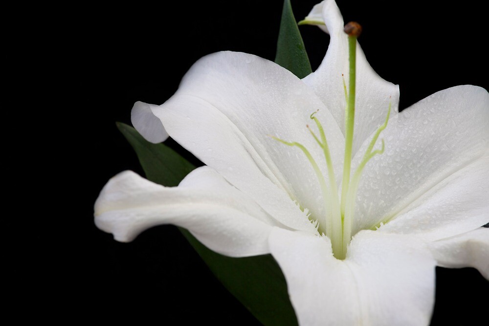 "Beautiful White Lily" by Jenna Florescu | Redbubble