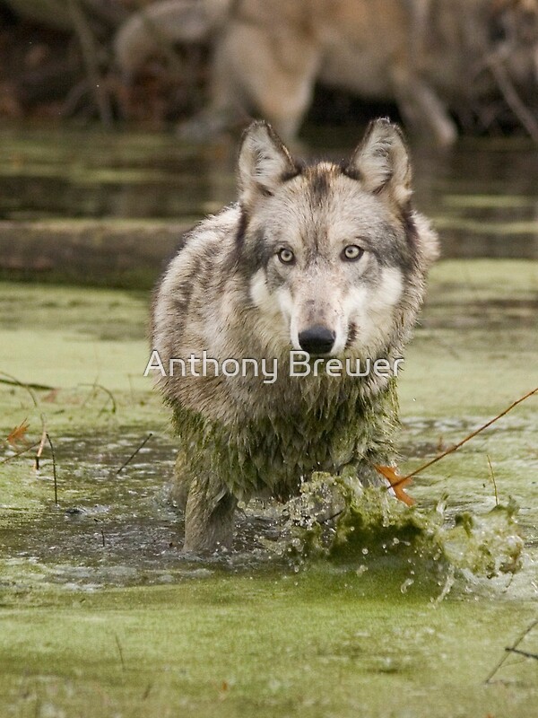 "Swamp wolf" by Anthony Brewer | Redbubble
