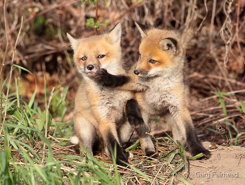 "Fox Fight, Fox Fight!!" by Gary Fairhead | Redbubble