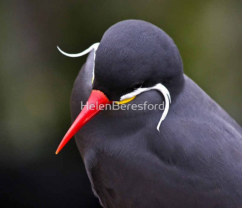 "Inca Tern" by HelenBeresford | Redbubble