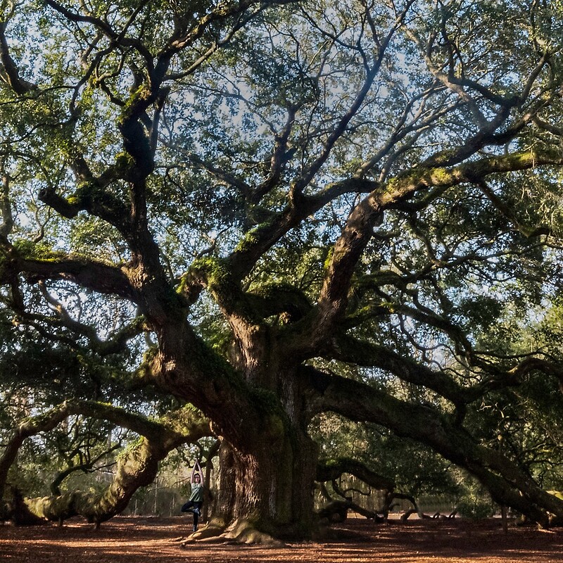 "The Angel Oak & Wood Nymph" by OPENPAGE-STUDIO | Redbubble