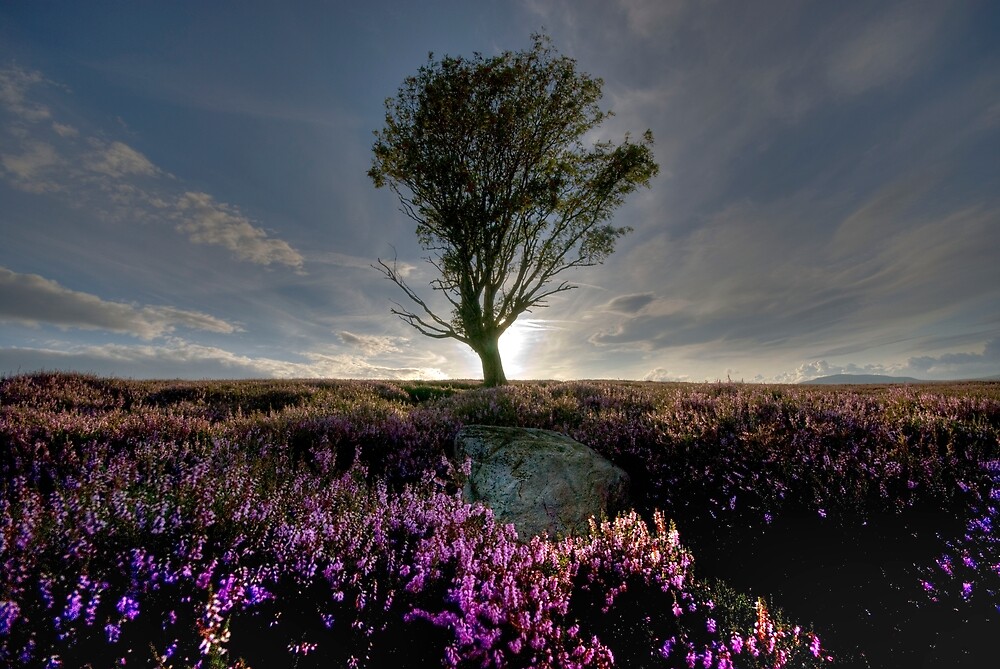 "The Tree" by Sylvia Slavin | Redbubble