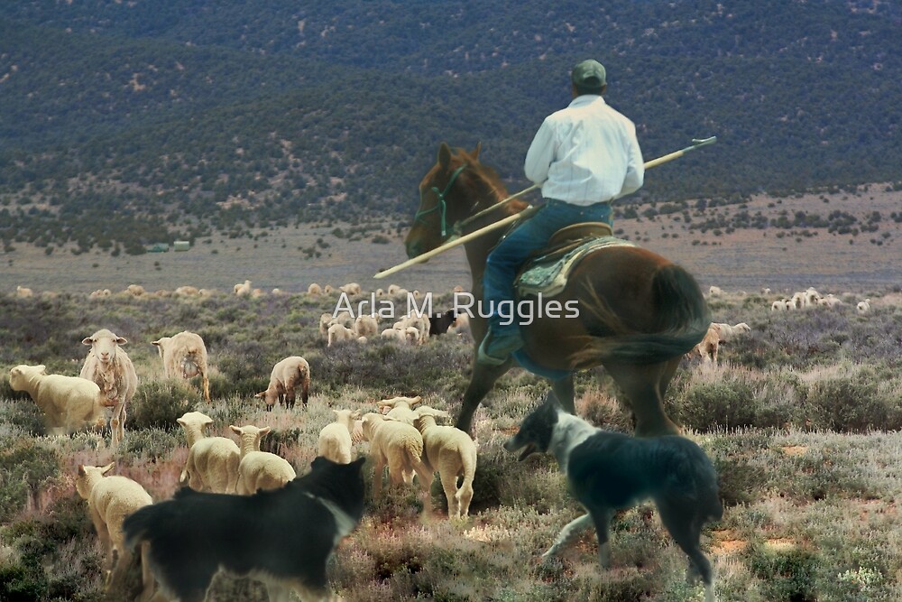 "Sheepherder" by Arla Ruggles | Redbubble