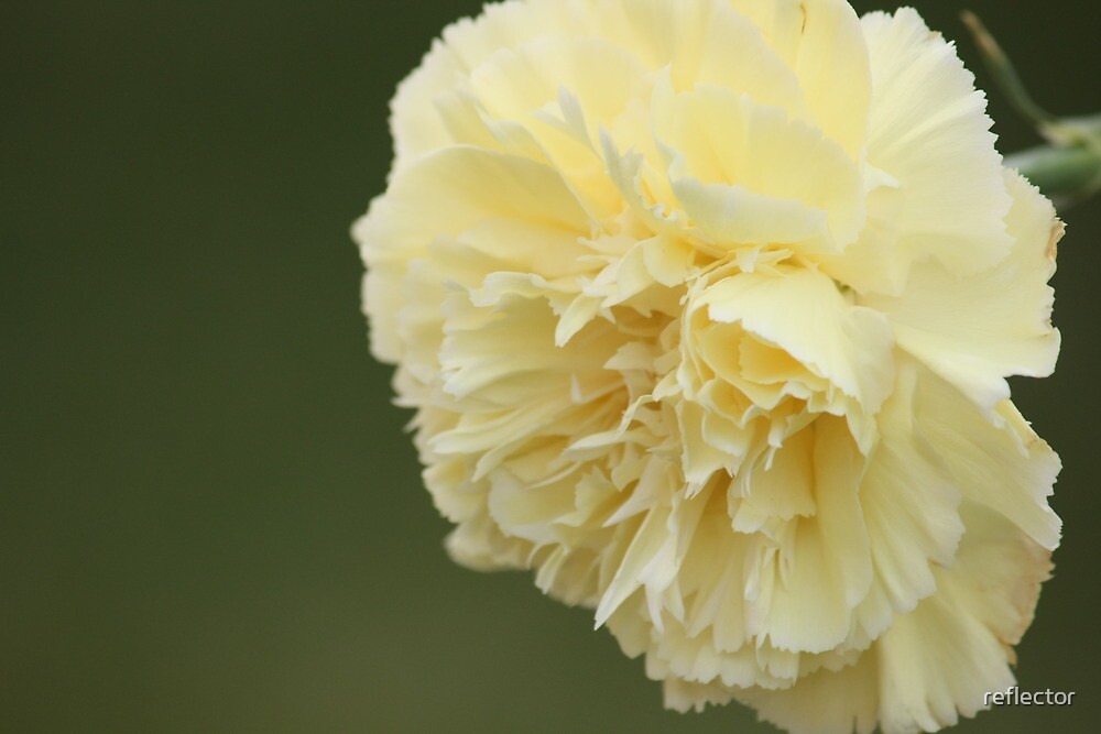"Cream Carnation" by reflector | Redbubble