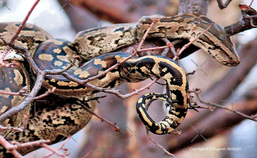 "PHYTHON NATALENSIS - The South African python" by Magriet Meintjes ...