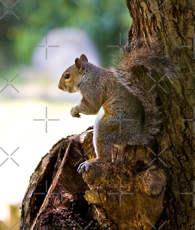 "Secret Squirrel" by Geoff Carpenter | Redbubble
