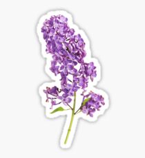 Lilac Stickers | Redbubble