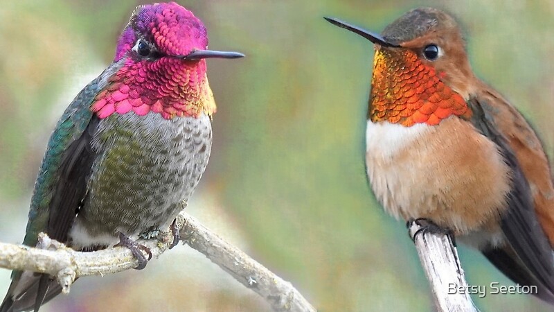 "Anna's Hummingbird and Rufous" by Betsy Seeton | Redbubble