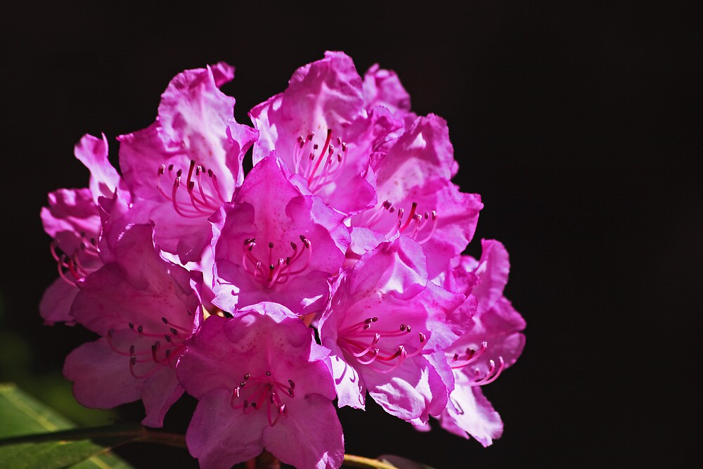 "WV State Flower" by Orland Allen | Redbubble