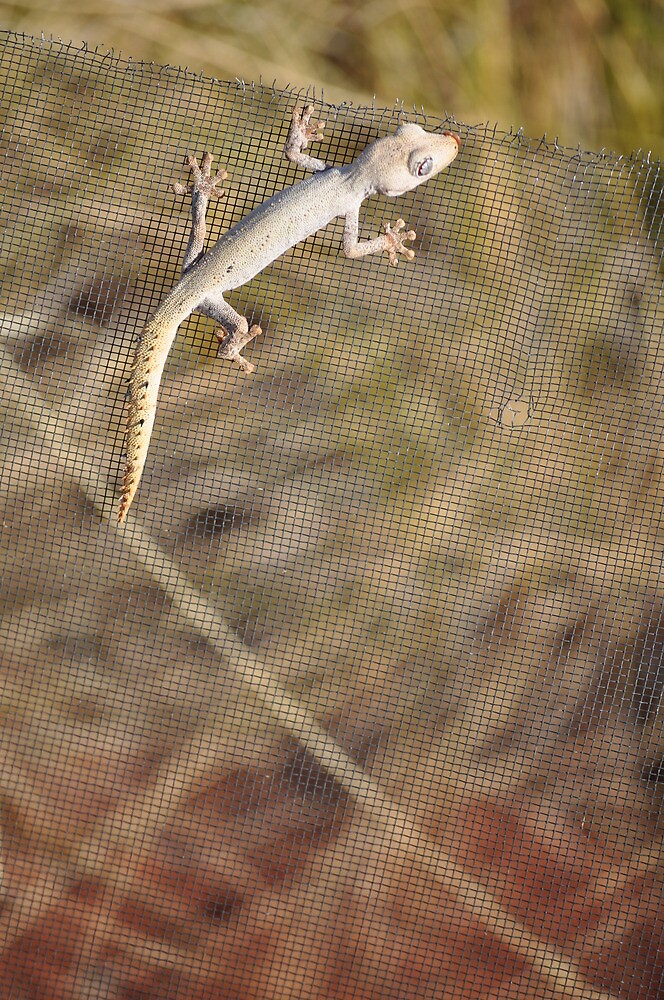 "Northern Spiny-tailed Gecko (Strophurus ciliaris), Tanami Desert ...