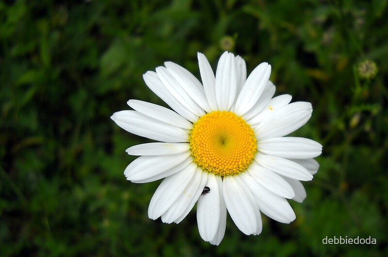 "Wild Daisy at Cowan Lake" by debbiedoda | Redbubble