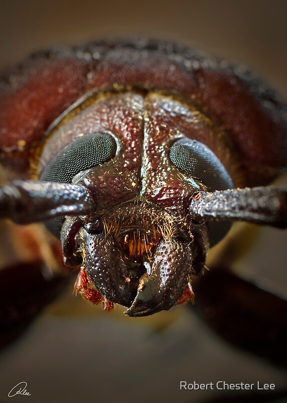 "Ponderous Borer, Ergates spiculatus" by Robert Chester Lee | Redbubble