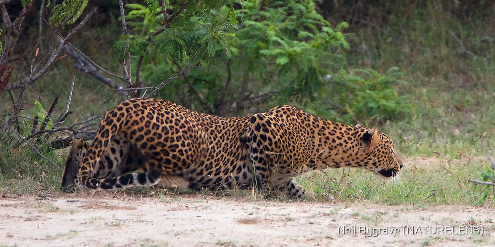 "Stalking Leopard" by Neil Bygrave (NATURELENS) | Redbubble
