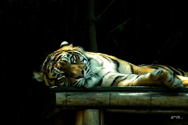 Snooze Time By A m Redbubble snooze-time-by-a-m-redbubble