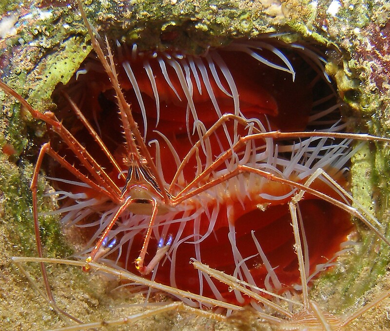 "Scallop Spider, Grand Bahama." by mermaidextra | Redbubble