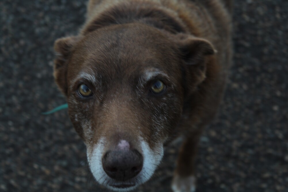 "Dog" by Jude Price | Redbubble