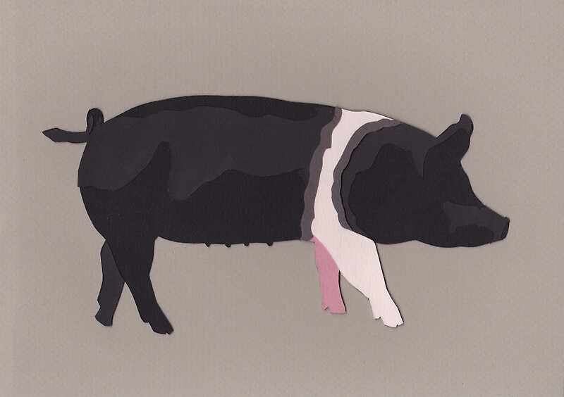 "Saddleback Pig" by thesilkmoth | Redbubble
