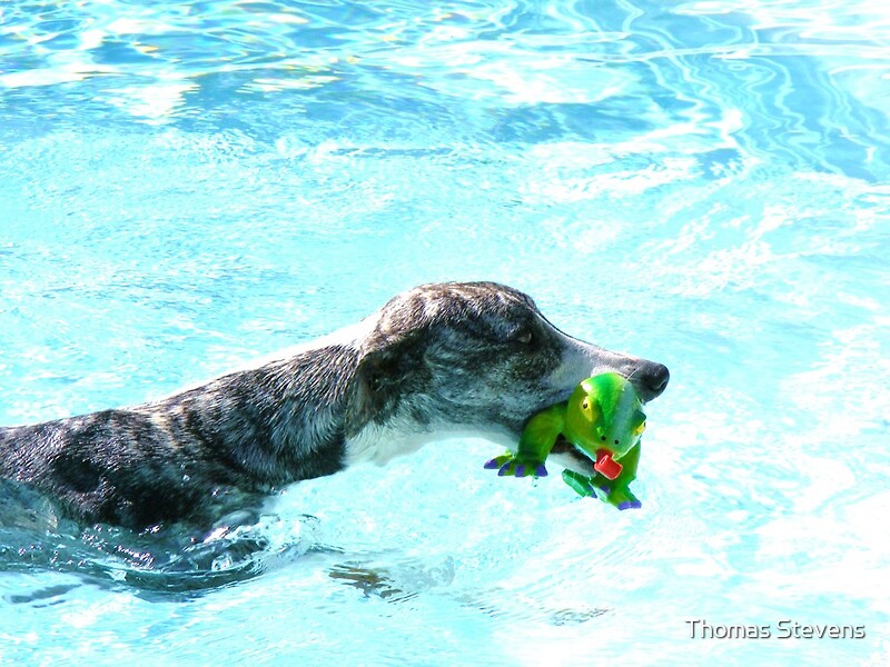 "Kermit Needs Help ! " by Thomas Stevens | Redbubble