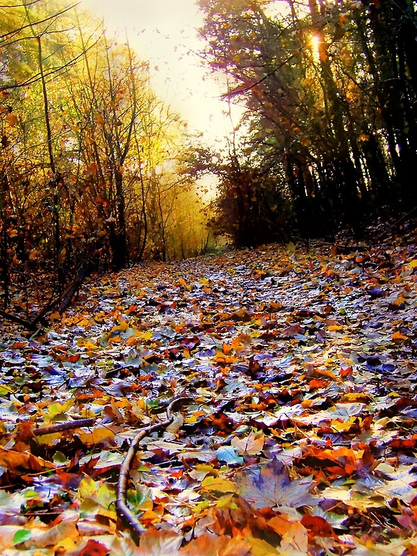 "Autumn Leaf Path (HDR)" by Vicki Field | Redbubble