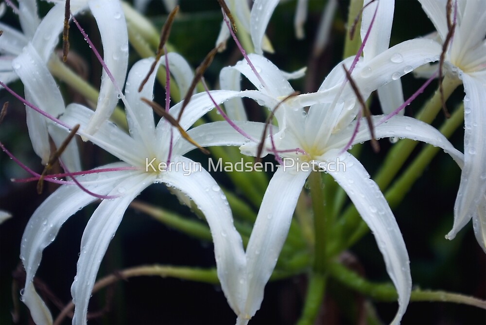 "Crinum Pedunculatum – Swamp Lily " by Kerryn Madsen-Pietsch | Redbubble