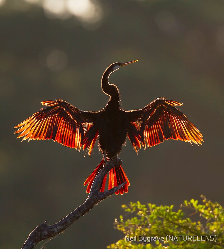 "Indian Darter" by Neil Bygrave (NATURELENS) | Redbubble