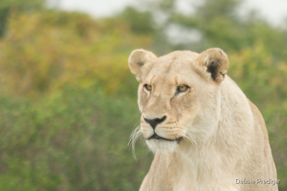 "Lioness head " by Debbie Prediger | Redbubble