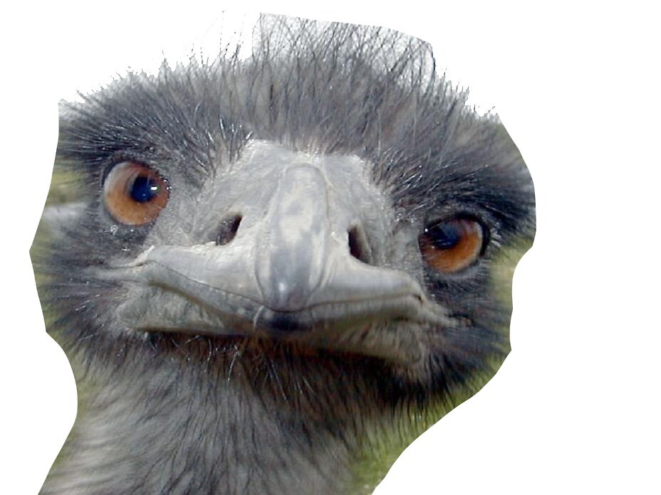 "Funny Emu Sticker" by Alyssa Mio | Redbubble