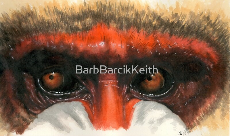 "Mandrill of Africa Wrap" by BarbBarcikKeith | Redbubble