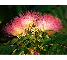 ""The Beautiful Mimosa Tree"" by franticflagwave | Redbubble