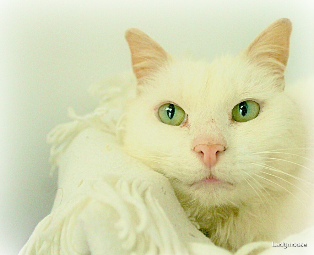 "Cat Style" by Ladymoose | Redbubble