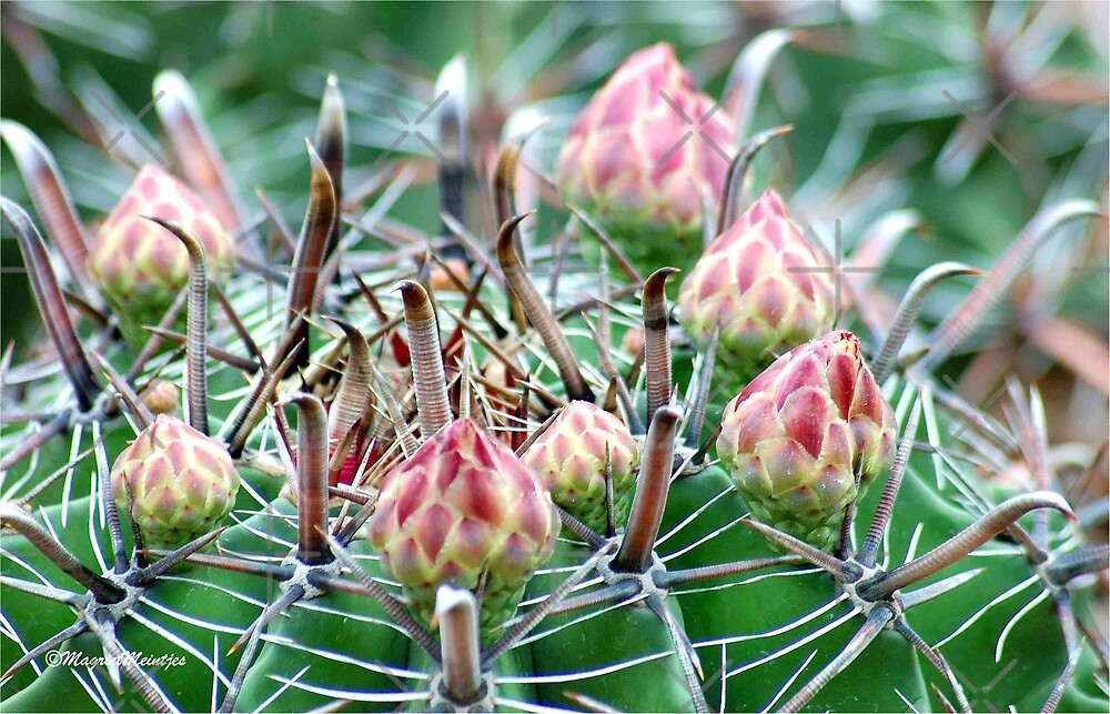 "FEROCACTUS SETISPINUS" by Magriet Meintjes | Redbubble