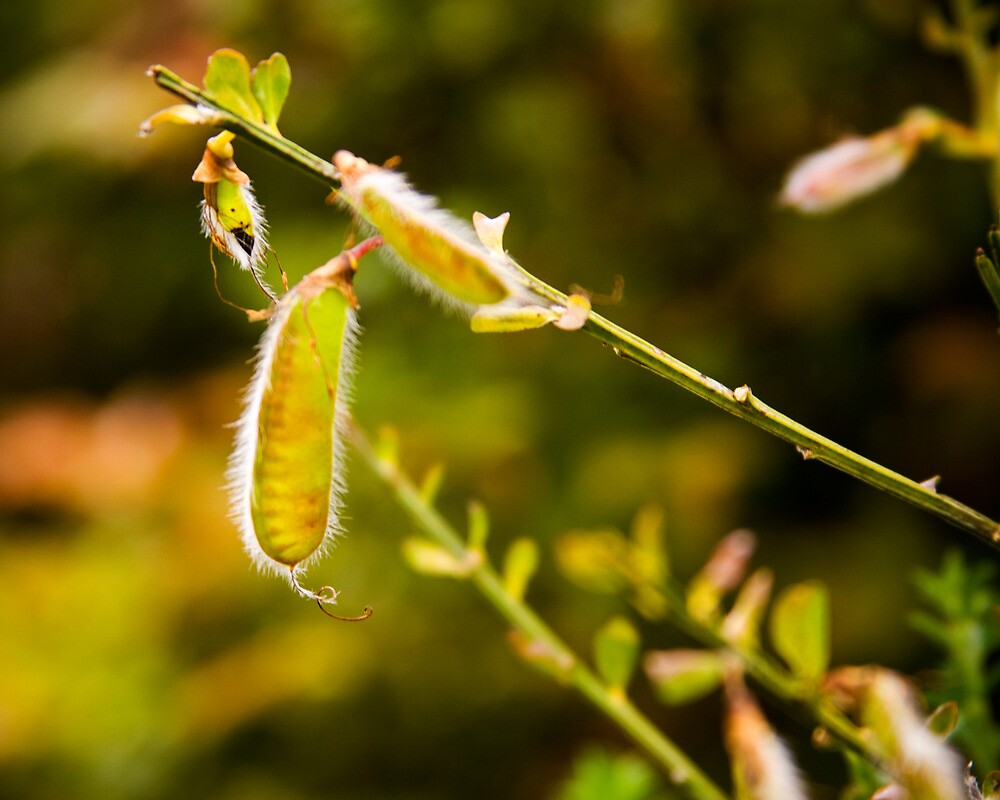 "Fuzzy Pea Pod" by photodivaanna | Redbubble