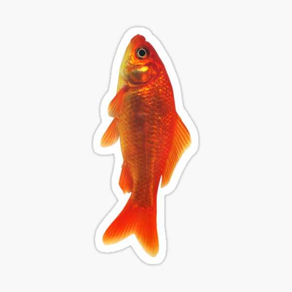Goldfish Stickers | Redbubble