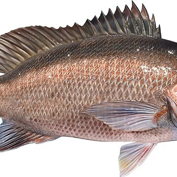 "Gray Snapper" Photographic Print for Sale by William Lee | Redbubble