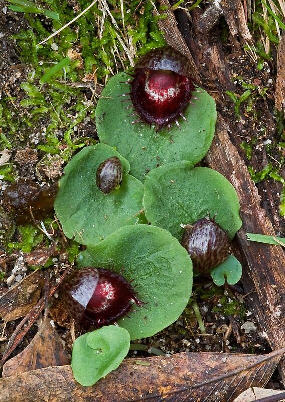 "Corybas fimbriatus Fringed Helmet-orchid" by David Piko | Redbubble