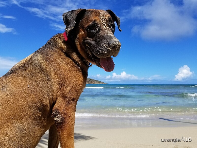 "caribbean beach dog " by wrangler416 | Redbubble