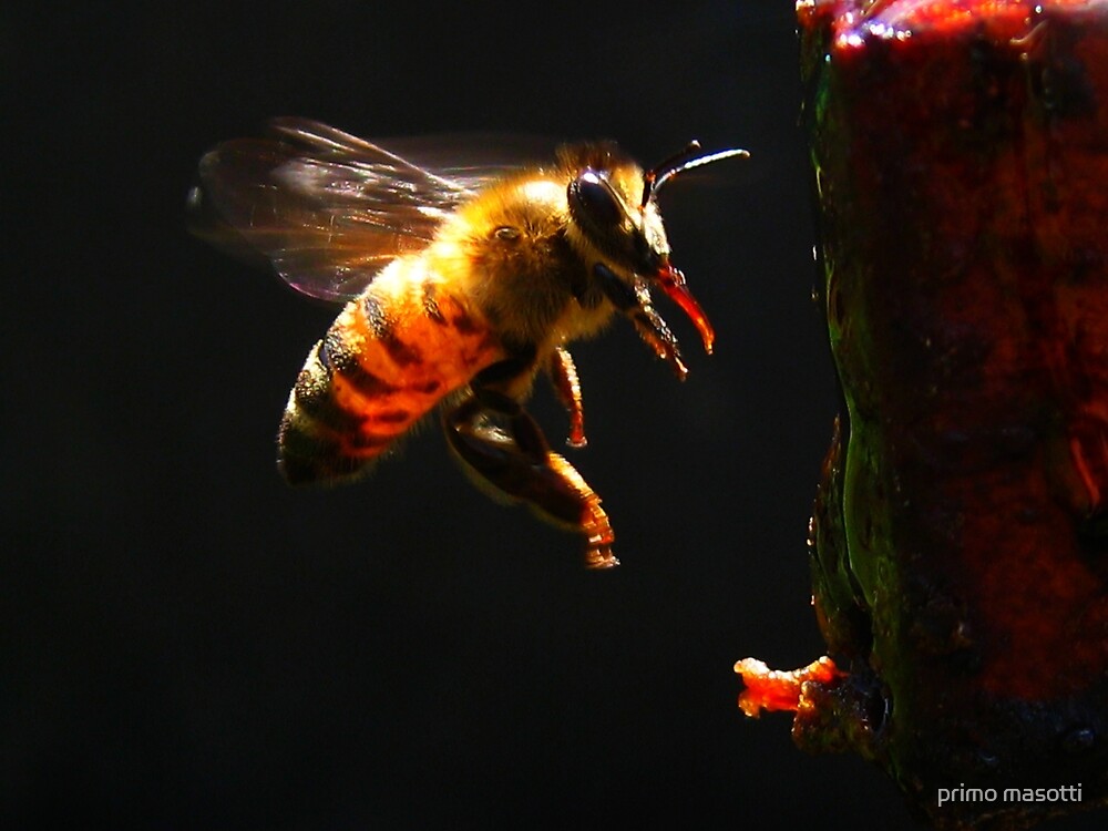 "battito d'ali, ape in volo - Missano - (zocca modena italy)_4143" by ...