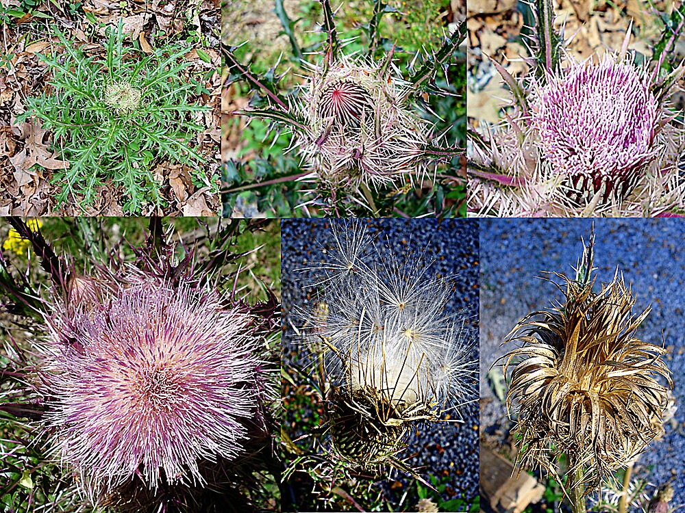 "Life Cycle of a Thistle Plant" by wolfepaw | Redbubble