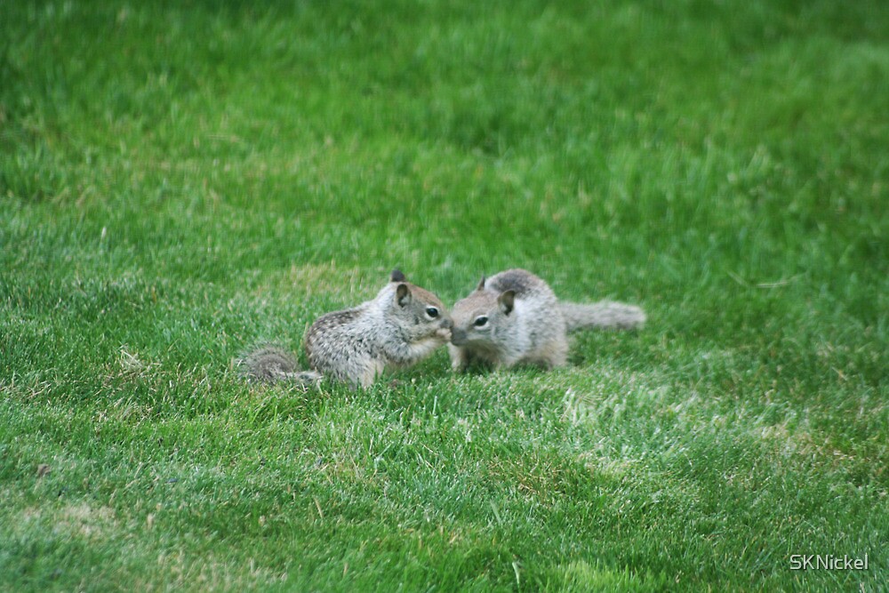 "Baby California ground squirrel (gray diggers)" by SKNickel | Redbubble