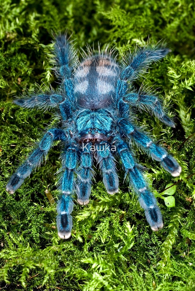 "Juvenile Avicularia versicolor Tarantula " by Kawka | Redbubble