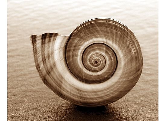 "Beach Sepia - Sea Shell" by Paulette1021 | Redbubble