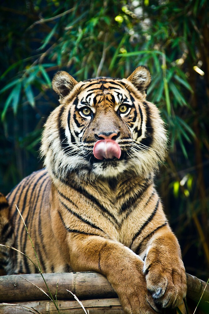 "Tiger at Taronga Zoo, Sydney Australia" by jegi52001 | Redbubble